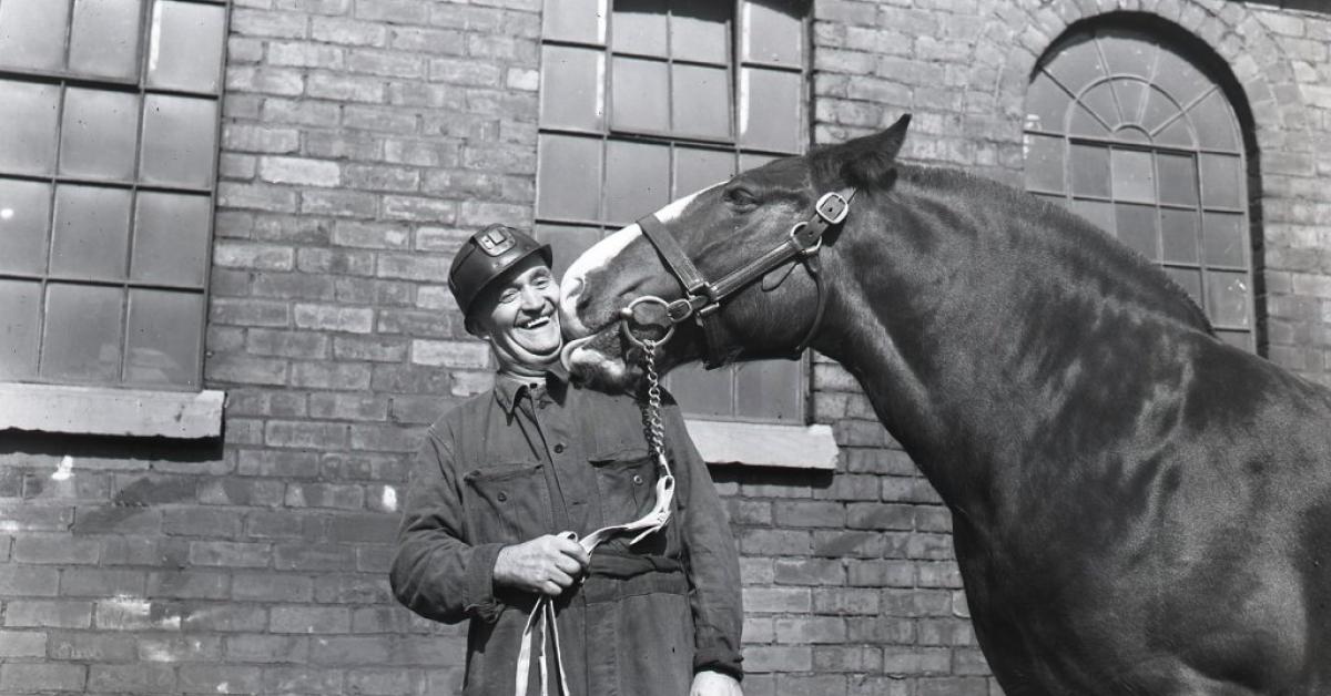 15. Pit Ponies | People's Collection Wales