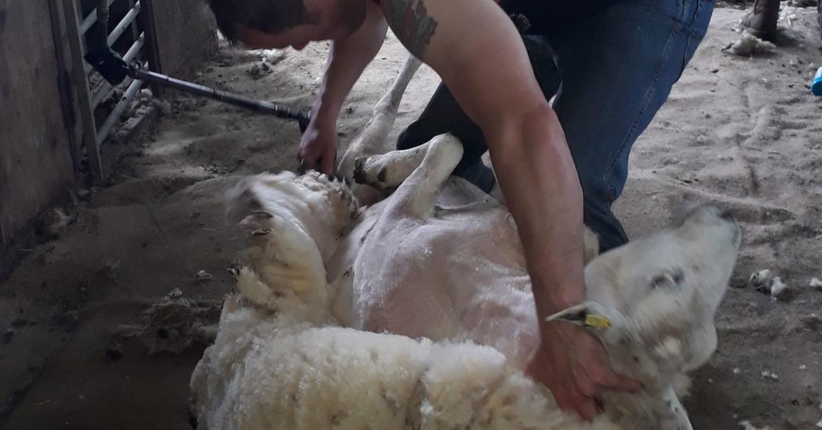 Huw Morgan shearing 2019 | People's Collection Wales