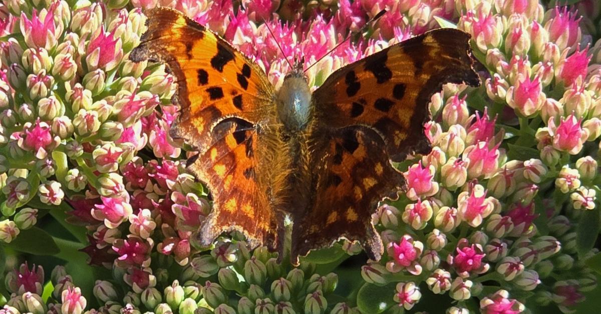Butterflies and Moths | People's Collection Wales